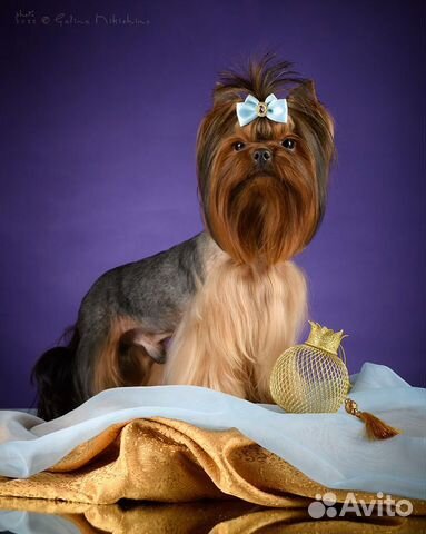 Йоркширский терьер вязка