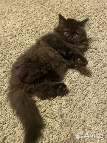 Котята скотиш страйт