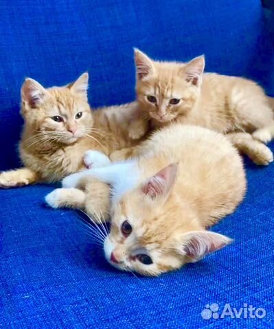 Рыжие котята девочки в добрые руки