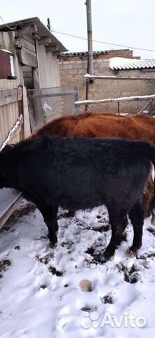 Телка годовалая