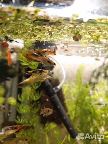 Рыбки гуппи и коридорас