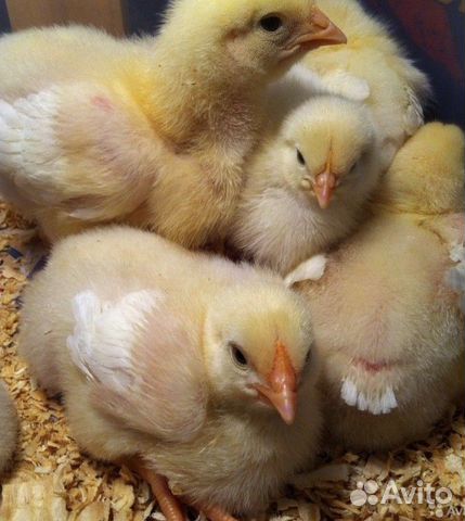 Цыплята бройлеры суточные