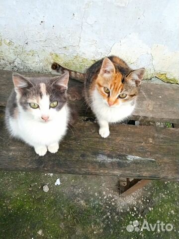 Отдам в добрые руки трёхцветных котят