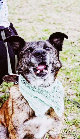 Старичок Бруно ищет дом