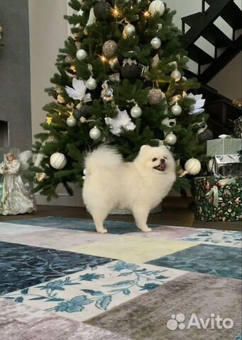 Померанский шпиц мини вязка