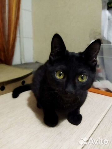 Котенок мальчик в поиске семьи и дома