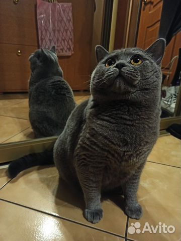 Отдам котика в добрые руки