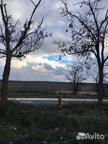 Собаку выбросили на трассе