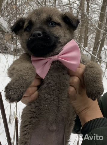 Щенок в добрые руки