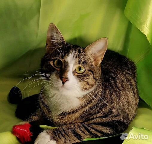 Кошка Кася 7 месяцев