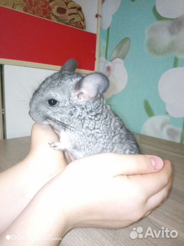 Шиншилла