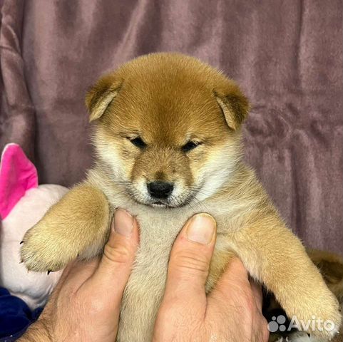 Чистопородные Сиба Ину
