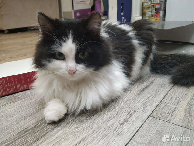 Самый пушистый котёнок в мире