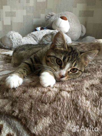 Котёнок девочка грустит что не может найти дом