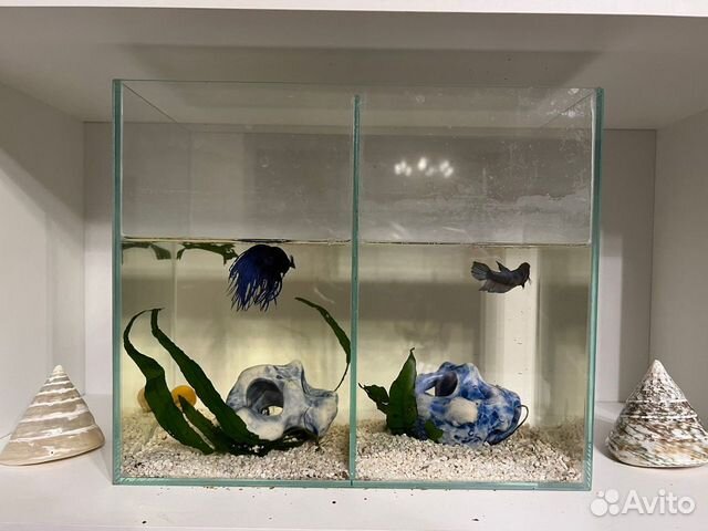 Аквариумные рыбки. Отдам