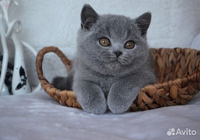 Нежно голубая девочка