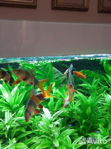 Боция клоун