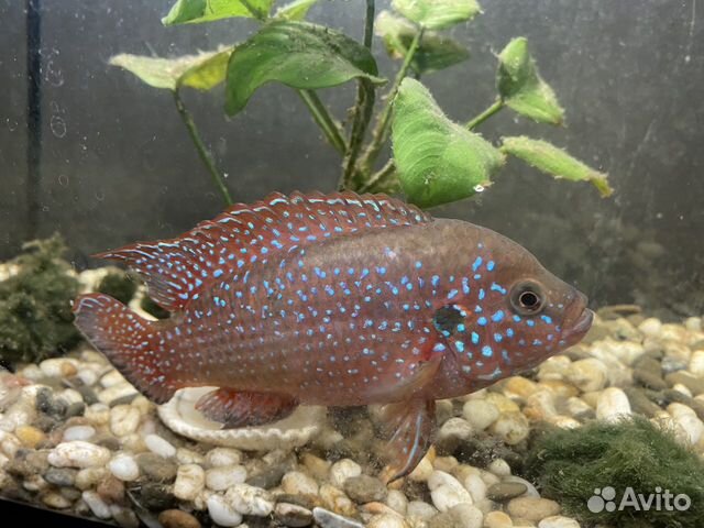 Рыбки цихлиды