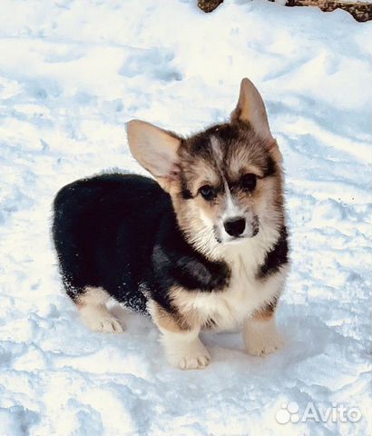 Вельш-корги пемброк