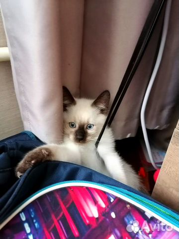 Тайские котята