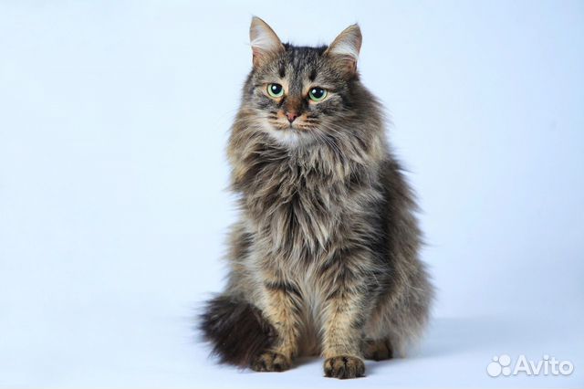 Кошка Дакота