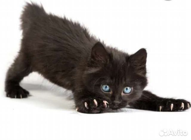 Кошка кот котёнок в дар помогу найти