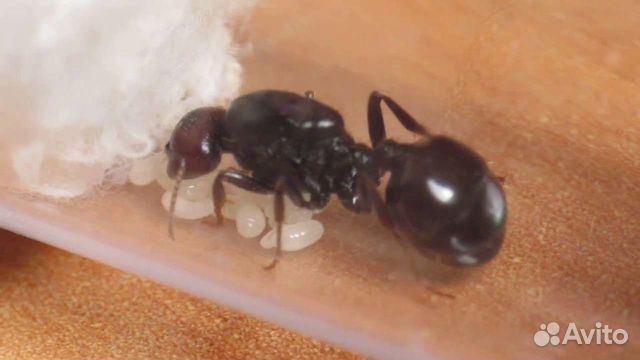 Муравьи Messor barbarus