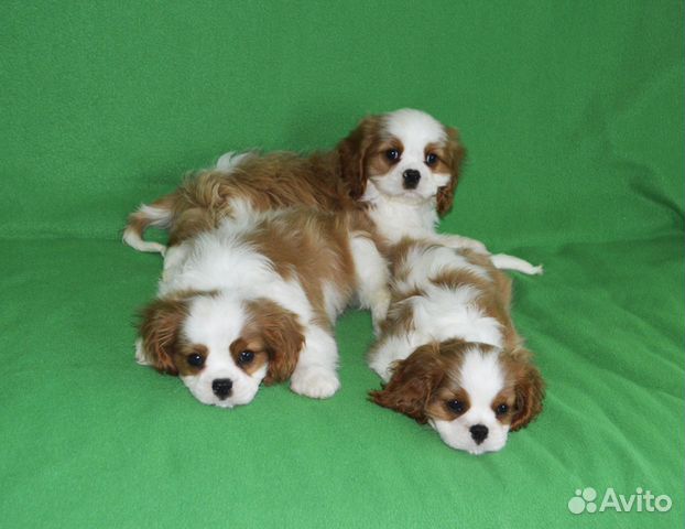 Красивые щенки Кавалер Кинг Чарльз Спаниель