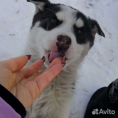 Щенок ищет заботливых хозяев