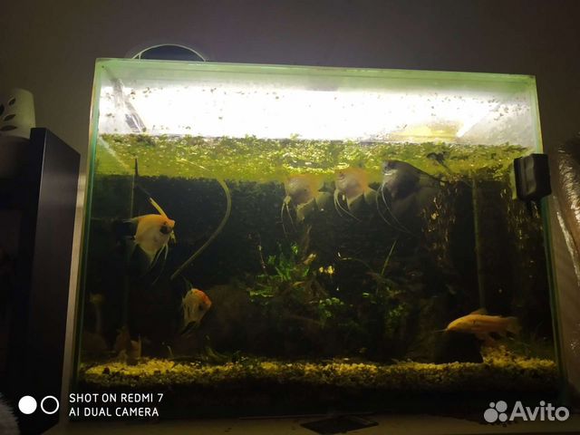 Аквариум