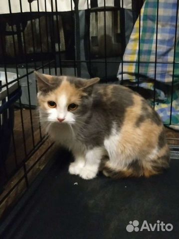 Четырехмесячная трёхцветная котенок Ириска