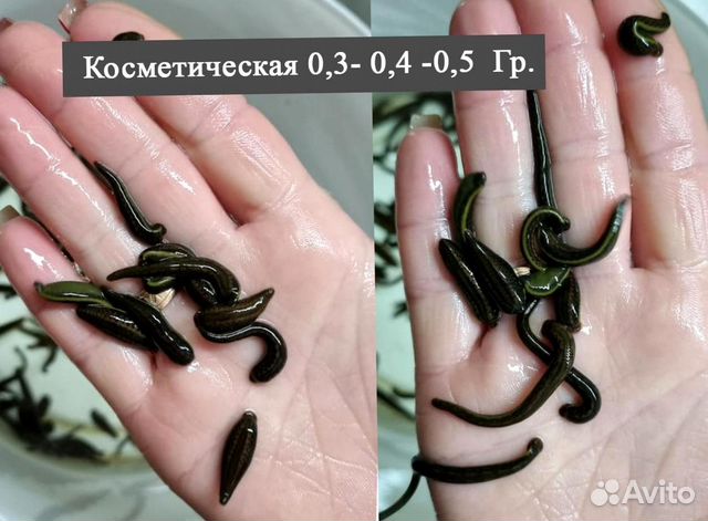 Пиявки лечебные
