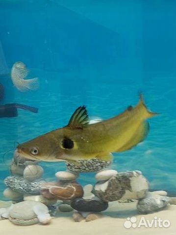 Сом "павлиний глаз"