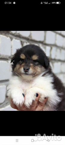 Щенки колли