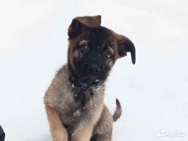 Кто возьмёт щенка, тому повезёт)