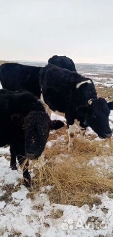 Тёлки, телята