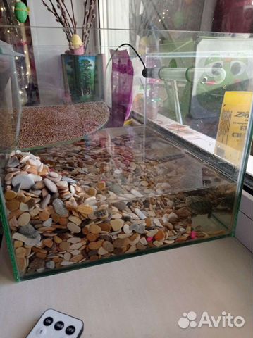 Черепаха с аквариумом