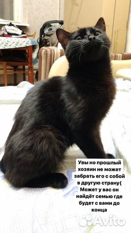 Котенок Рио 5 месяцев