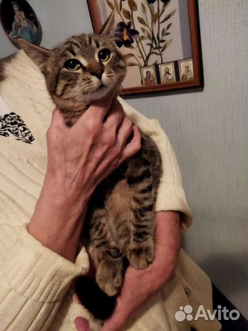 Котенок Васька 7 месяцев (кот)
