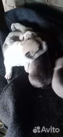 Западно сибирская лайка