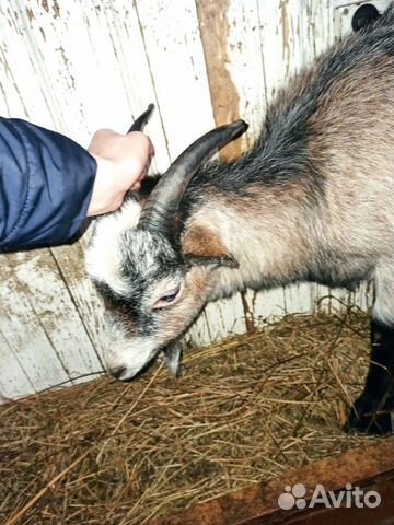 Козел, и две козы