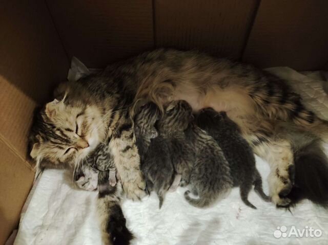 Продам чистокровных шотландских котят