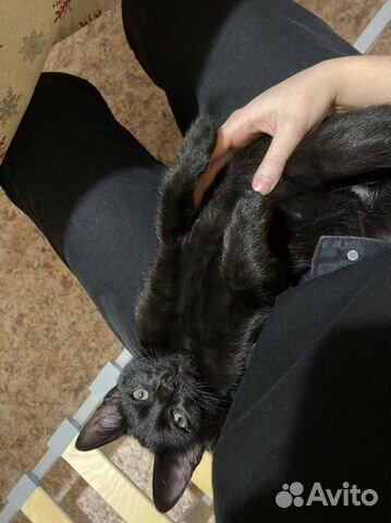 Черный котенок