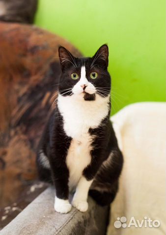 Кошечка Жасмин в добрые руки