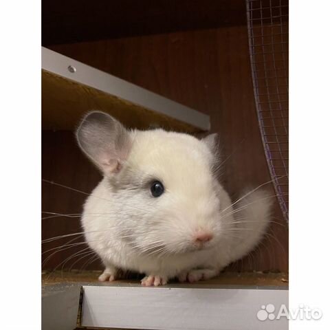 Шиншилла, шиншилленок белый мальчик