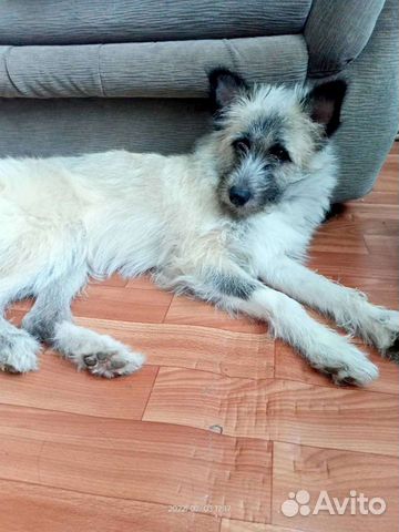 Собака метис в дар