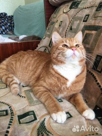 Замечательный кот Яша