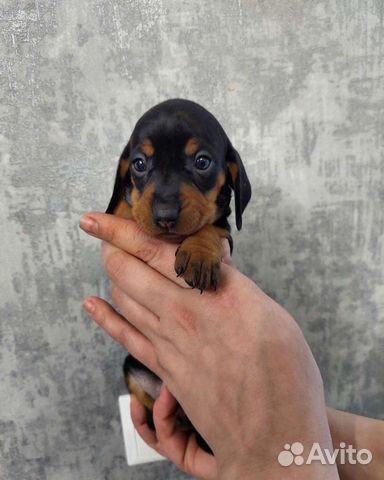 Таксюша - девочка