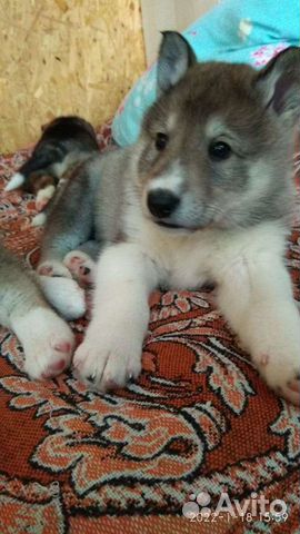Щенки западно сибирской лайки