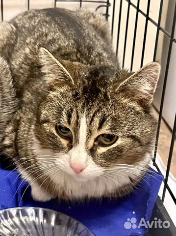 Котик замерзал загородом без еды